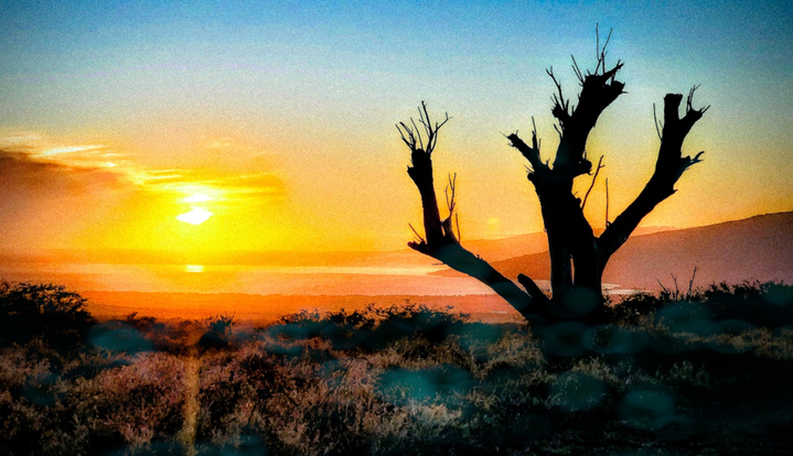 Photo of the Day: ‘Lone Tree of Omaopio’ | News, Sports, Jobs - Maui News